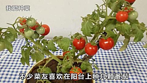 自己种的番茄只开花不结果? 加入一种肥料立刻解决