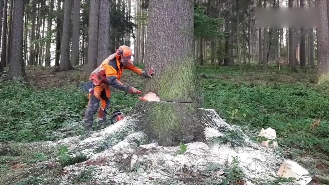原来砍树也有这么多技巧,一起看看国外伐木工是如何砍伐大树的