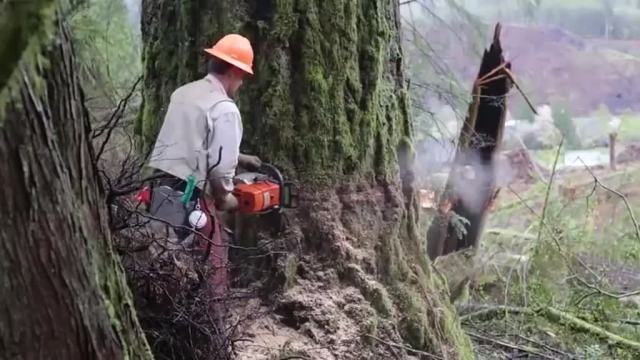 直径2米粗的大树遭砍伐,实拍砍伐过程,师傅技术真牛