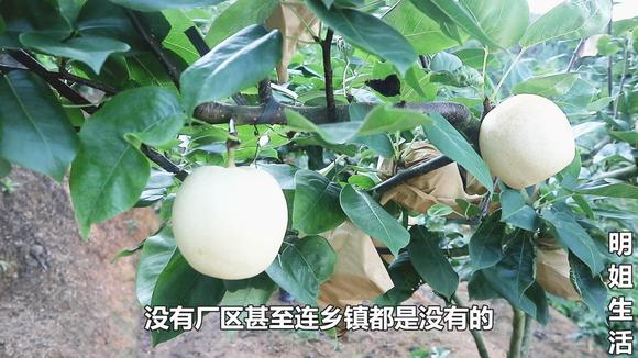 连州市潭岭天湖水晶梨,梨品中的贵族,吃过一次就忘不了