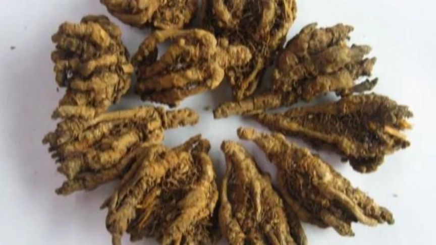 黄连可以治疗腹泻痢疾,痈肿疮毒,湿疹,烫伤,糖尿病,失眠
