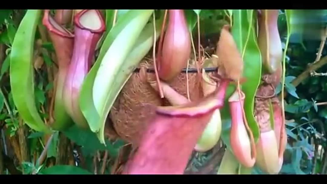 实拍猪笼草解剖全过程,里面景象触目惊心