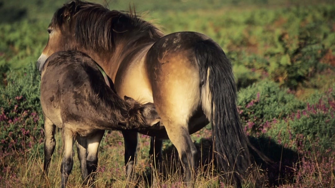 冰河时期溺水死亡的小马驹,血液还能流动!科学家想复活它