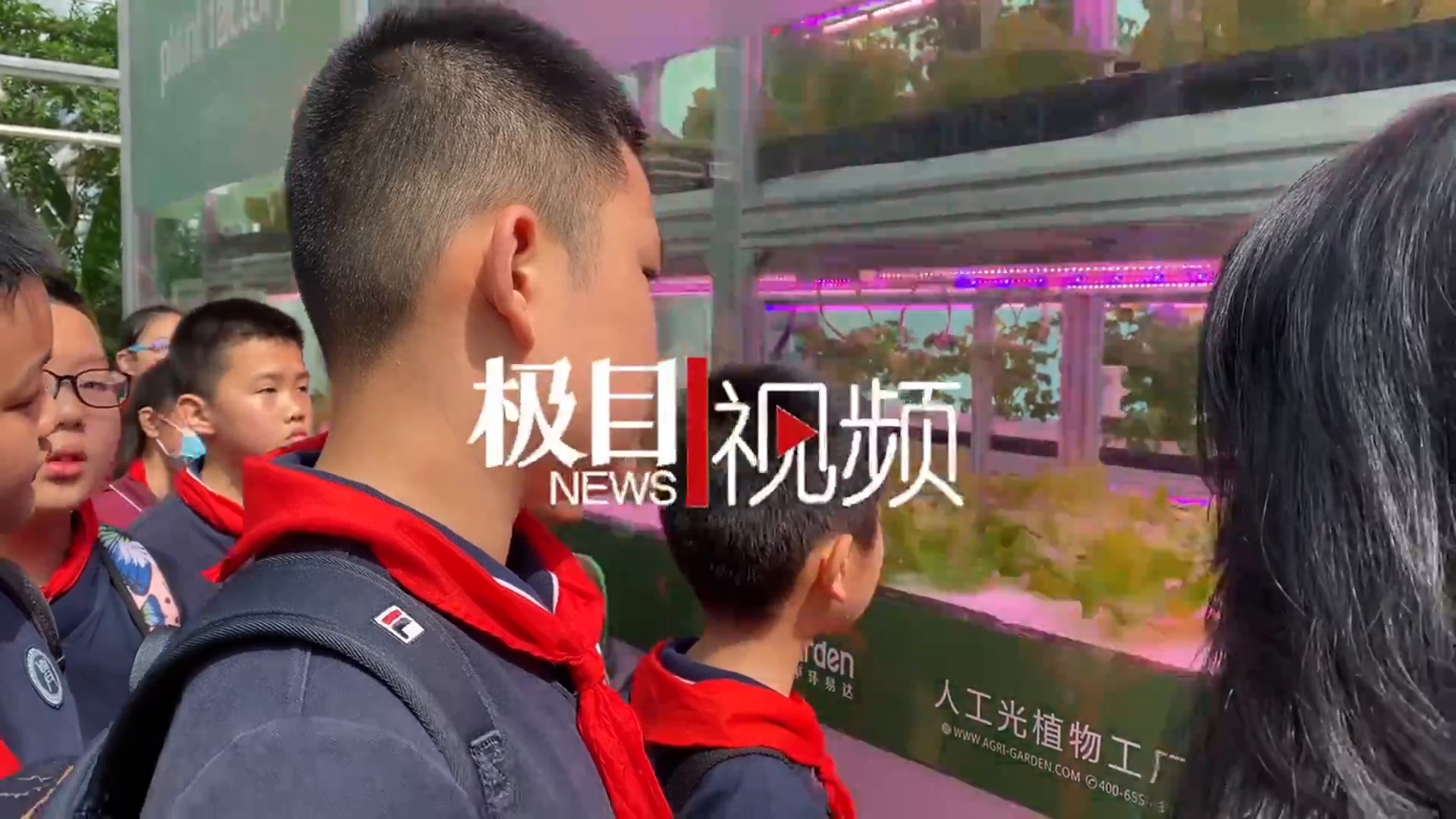 观察水培,给黄瓜搭支架,小学生沉浸式学习田园劳动课程