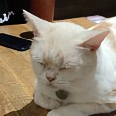 不战斗就无法生存 