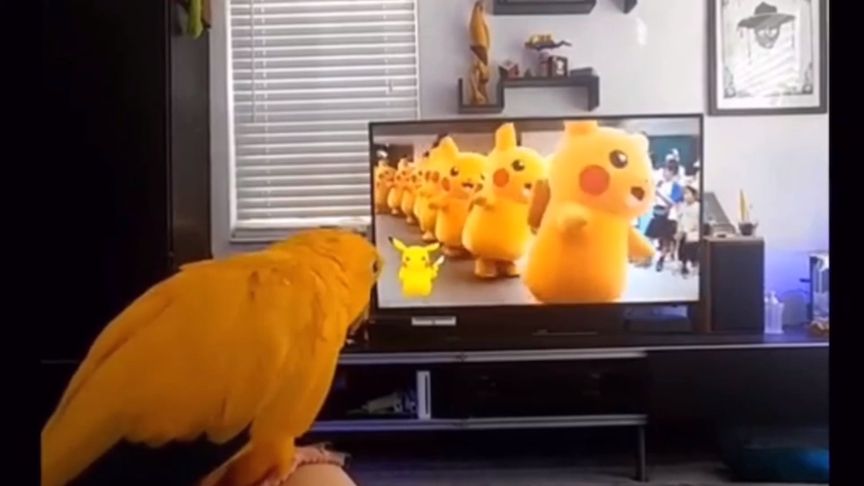 当看到电视上的皮卡丘时,这只鹦鹉感觉自己也可以放出十万伏特电