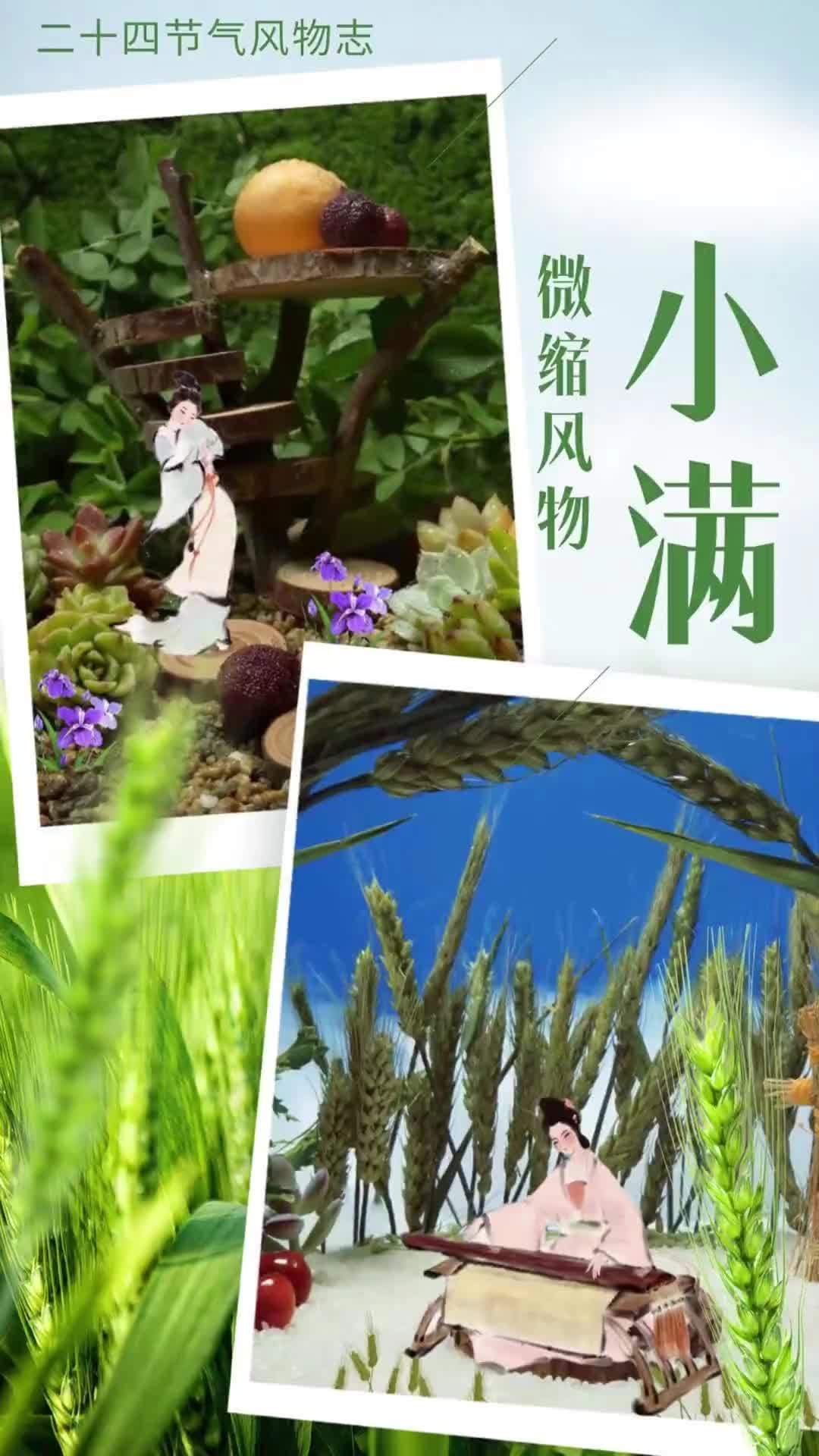 ...微缩景观畅游小人国小满风物奇观。小满日送上"满满"祝福。#节气 #...