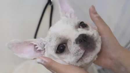 今天给狗狗洗澡简直太乖了,一点也没有闹