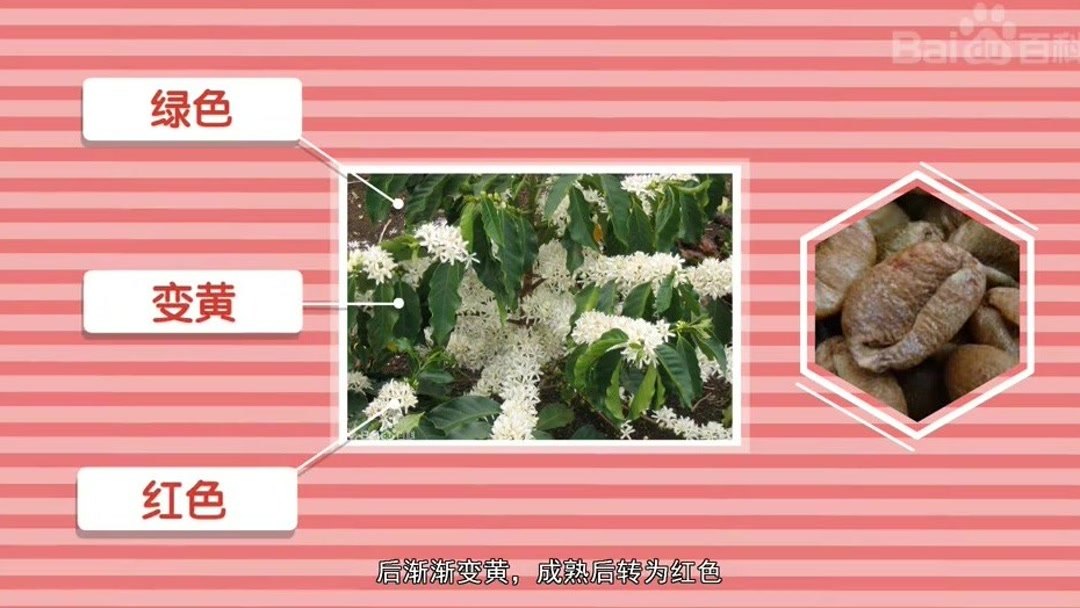 原来利比里亚咖啡树长这样