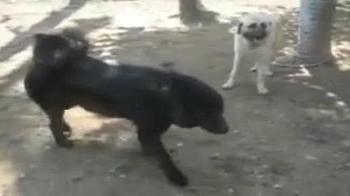 藏獒高加索大战10秒气势就分胜负