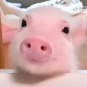 你好小蟹 