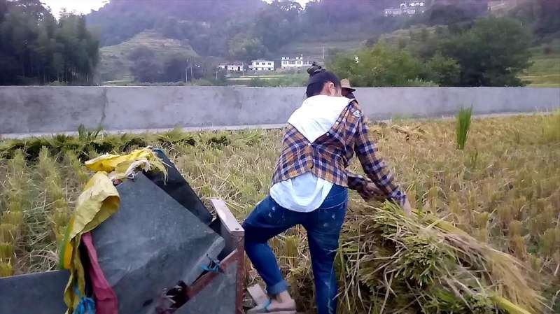 乡间至味,美丽姑娘带你体会纯手工的收割稻谷
