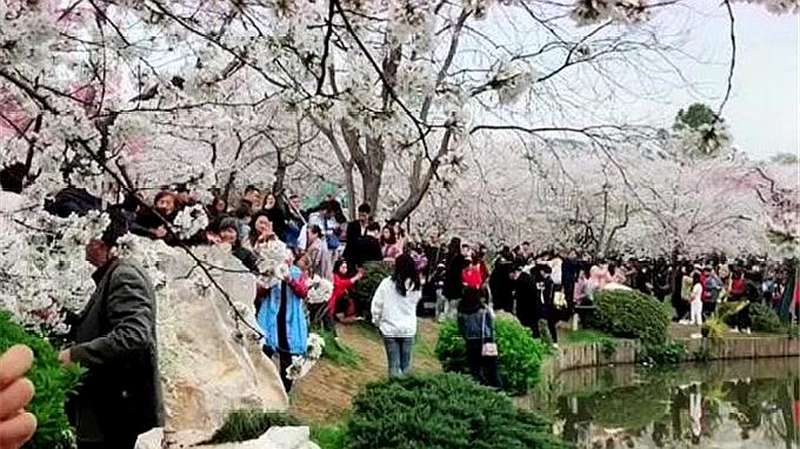 实拍武汉最美的樱花,看到这样的画面,真是太喜欢了!