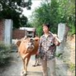 农村傻大妮