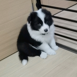 猫老师助理 
