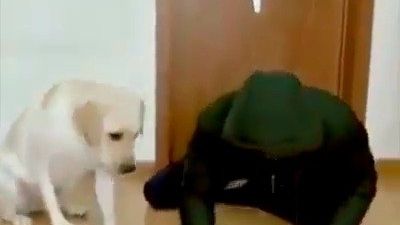 #动物模仿人类行为实录# 哈哈哈哈哈哈做的到不到位先不说