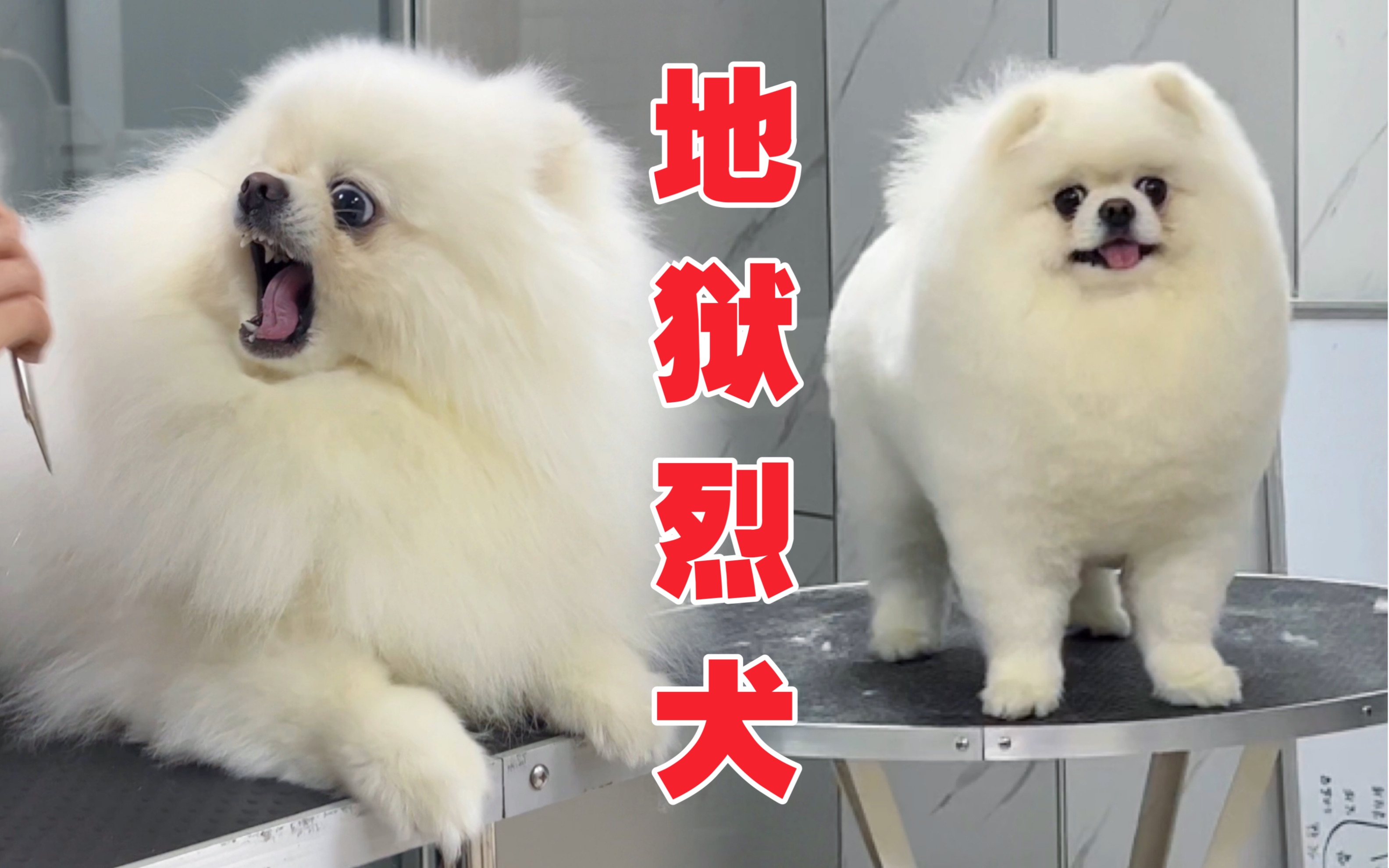 花了5个小时 给一只“咬人”的博美犬洗澡美容!