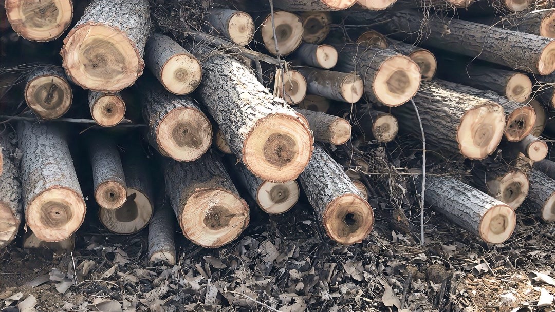 树的断面,木质部是湿润的,其内部的髓已经生病,生虫子了