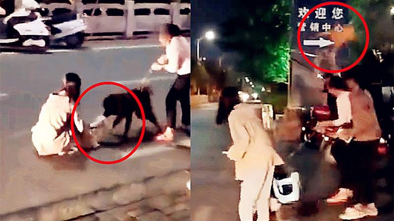 广西一宠物狗被撕咬1分钟!女主人无计可施 热心大哥一招化解!