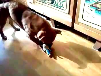 狗狗疯狂撕咬狗狗,恐怖!