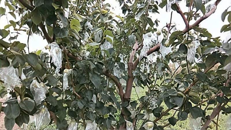 梨树背上直立枝结果效果分享,合理应用背上枝也能结硕果