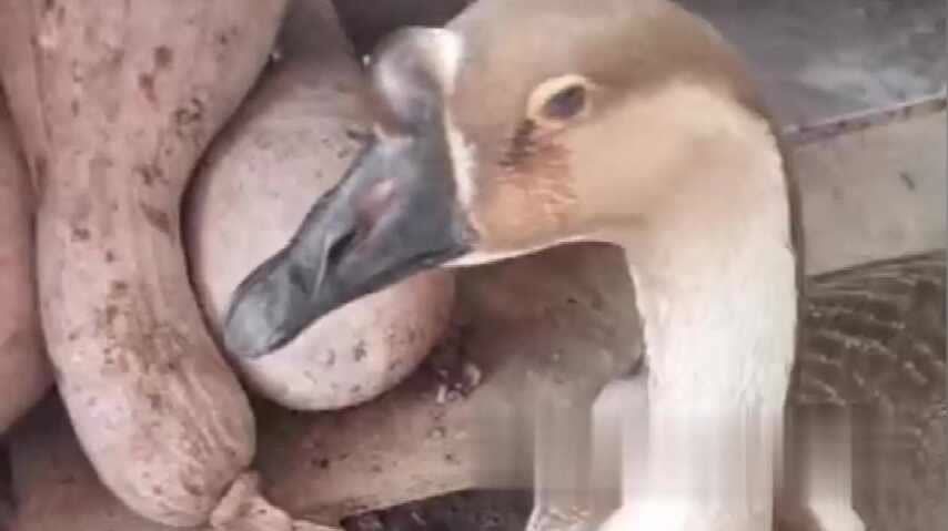 待宰大鹅竟然流泪了,主人瞬间心软决定不杀了 网友:好好养着吧