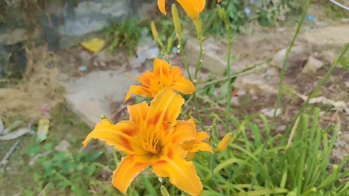 金针花的药用价值很高,它含有多种氨基酸…。#草本植物 #药用植物