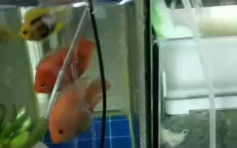 鱼缸液位传感器:你负责赏,我负责养!