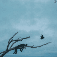 小猴看世界 