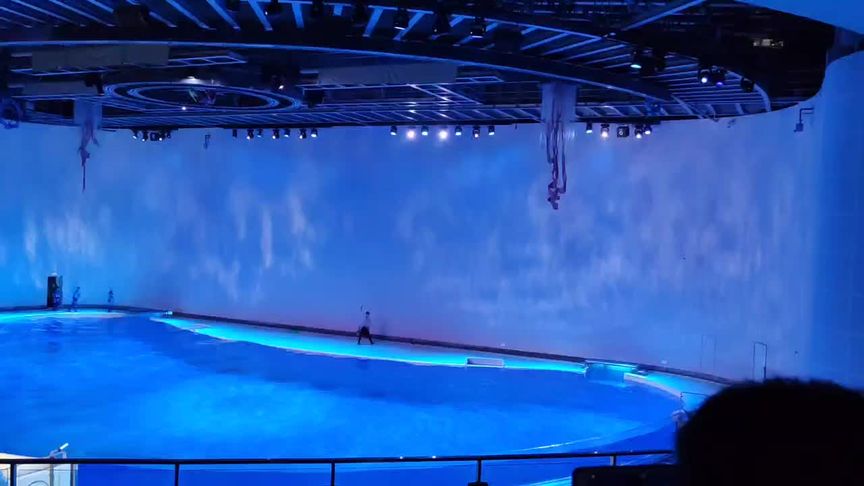 #海豚表演 #海洋馆打卡 #海豚ߐ� 记录这美好的瞬间