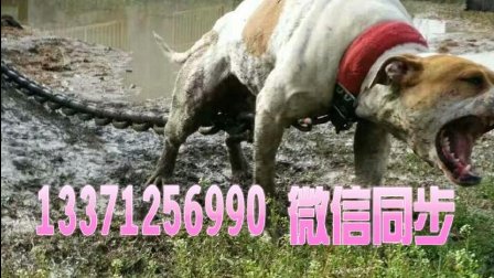 拉练完的比特犬秒杀藏獒不成问题
