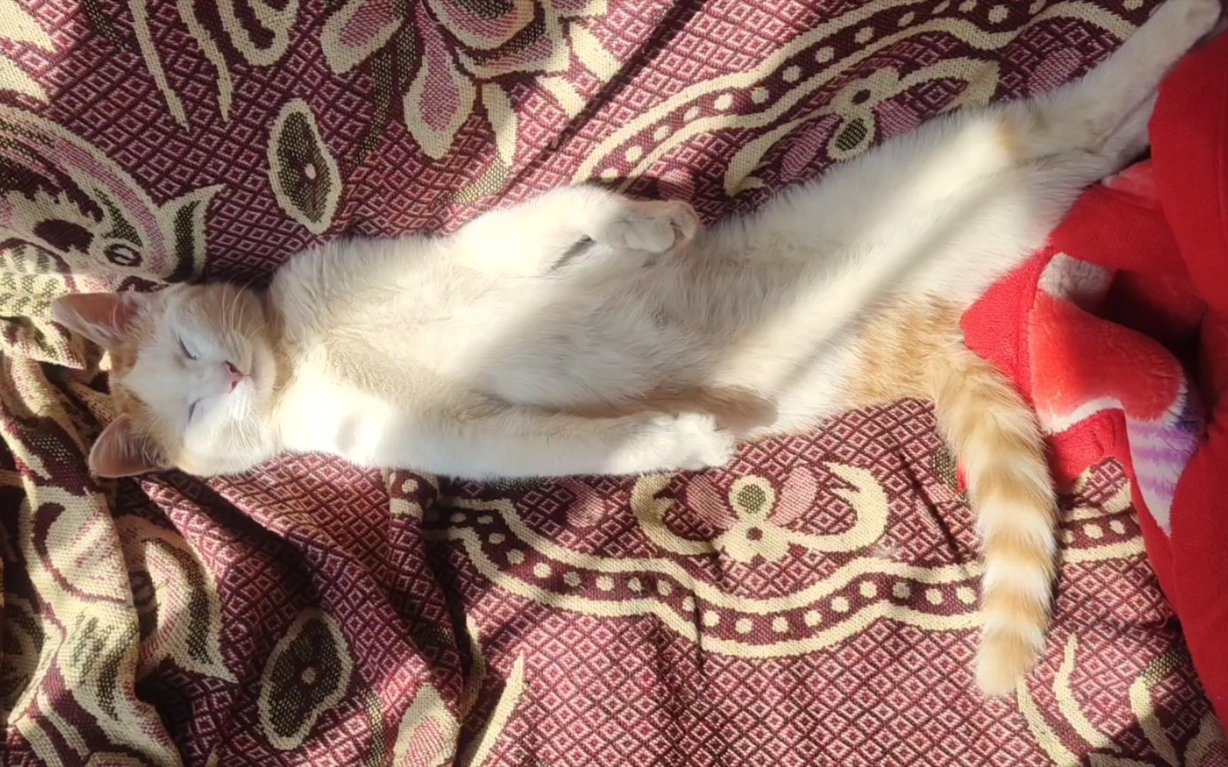 猫睡觉,猫吃饭,猫玩黄瓜看吗?