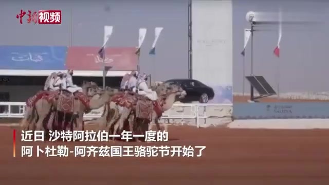 骆驼因整容被踢出选美大赛痛失6600万美元大奖机会