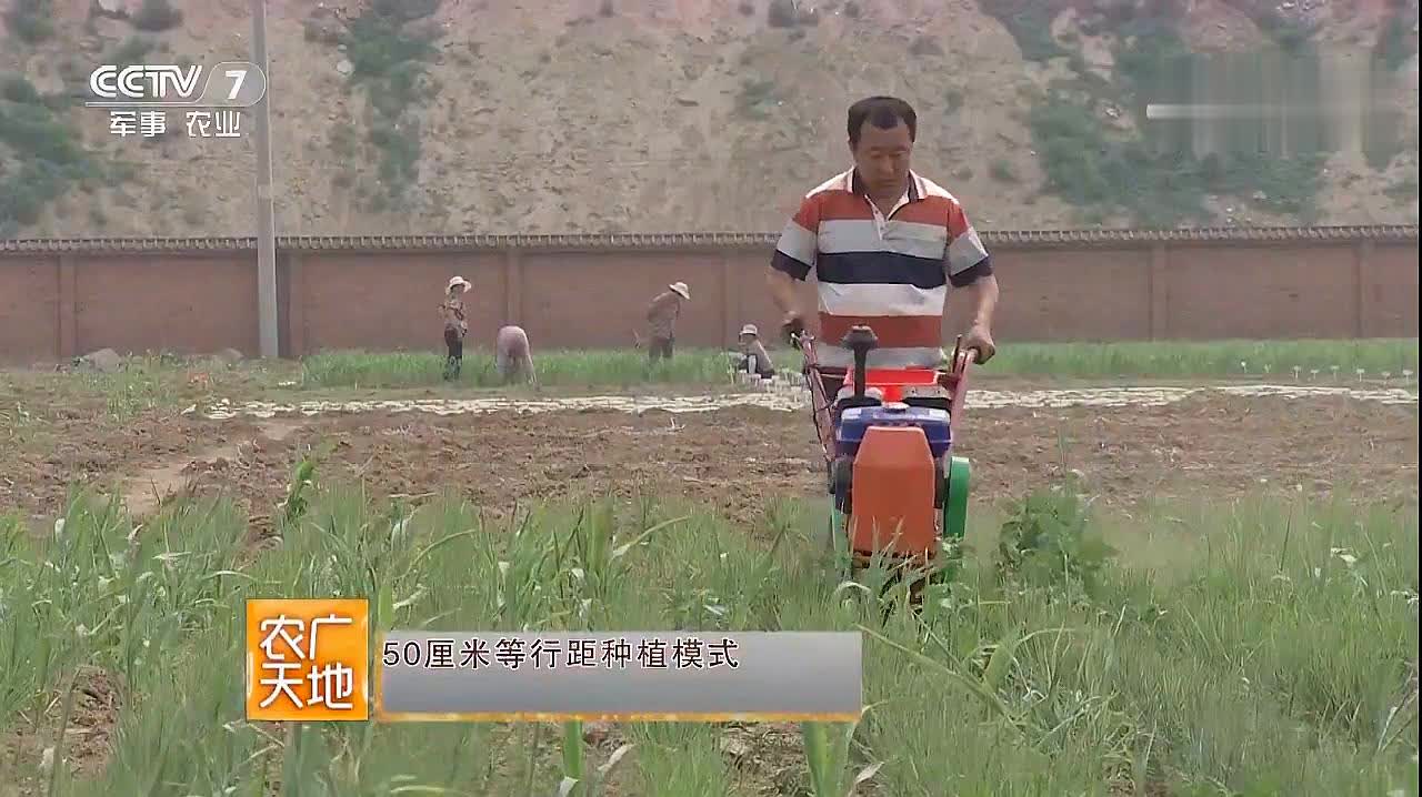 《农广天地》谷子轻简化生产技术,中耕追肥及科学收获!