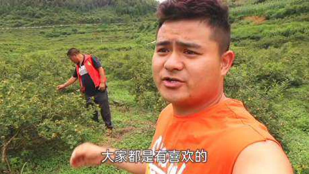 贵州遵义农村种了几千亩"刺梨",村长担心卖不掉,替大伙很着急