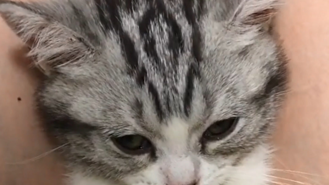 王泡芙:凶了它就生气了哄不好的那种咋办