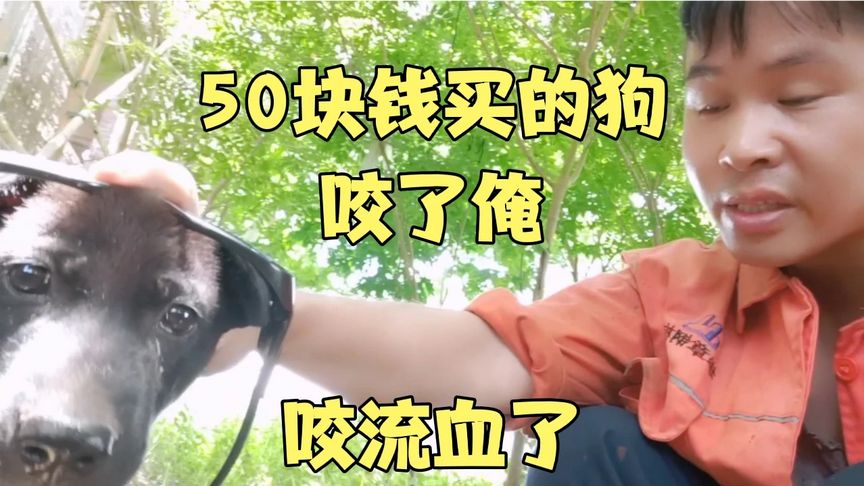 河南小伙市场50块买条狗,主人到家就被咬出血,为省钱疫苗都不打