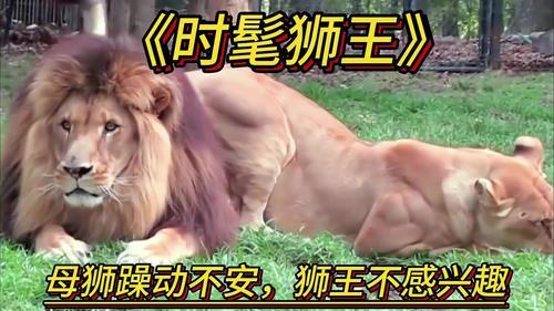狮王晒太阳,母狮想要它的钢筋了,围在身旁转悠,狮王表示没兴趣