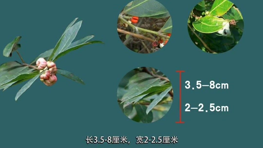 「秒懂百科」原来倒卵叶算盘子长这样