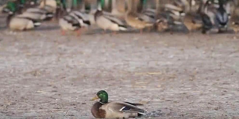 自然界每天都在上演着动物的捕猎技巧,下面来看看这只野鸭的遭遇