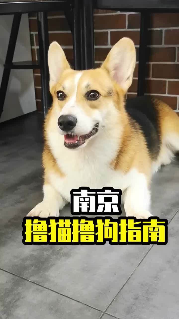 盘点南京7家撸猫撸狗宝藏地!@玩乐