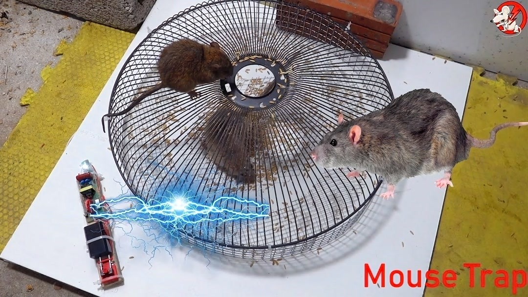捕鼠:电动捕鼠器最佳捕鼠器自制工作易救小鼠自动捕鼠器