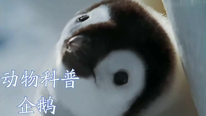 动物科普:关于企鹅你了解多少