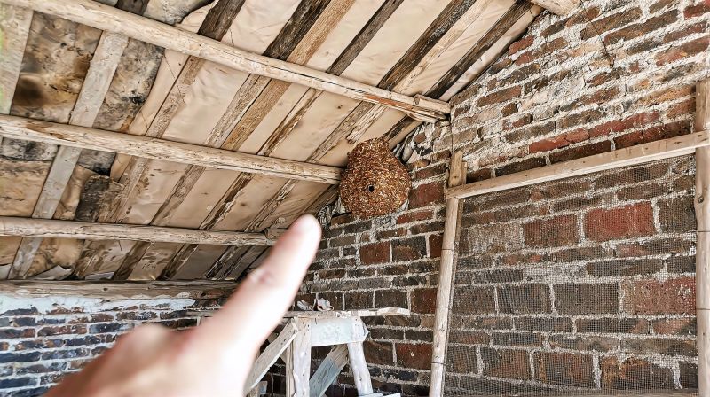 老人在家被野生动物咬伤,小伙把隐患消除后,发现窝与别的不一样