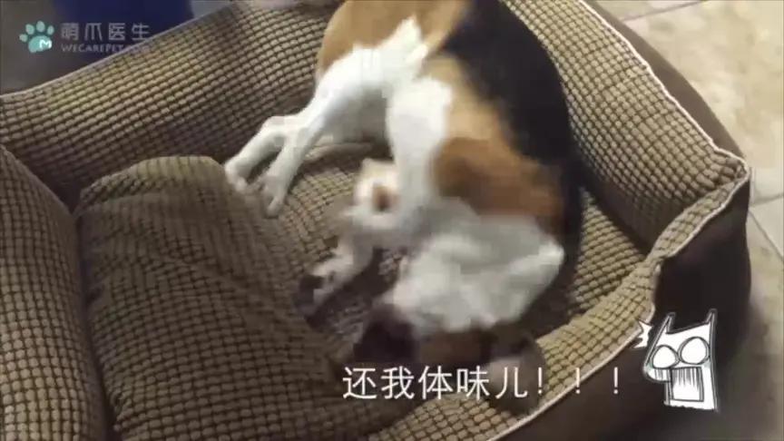 小八:“还我体味儿!”给狗狗洗澡,你get到正确方法了吗