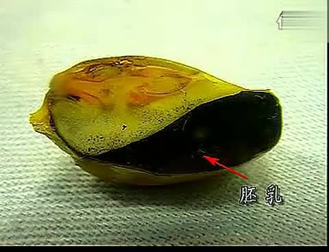 B04-B06观察菜豆种子结构、探究玉米种子中是否含有淀粉