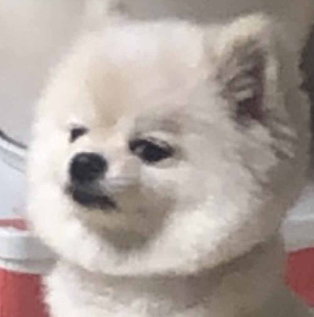 一只大耗杂 