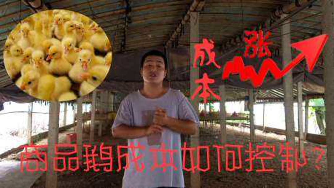 商品鹅市场价低廉,养鹅人到底该怎么办,能不能控料来省钱