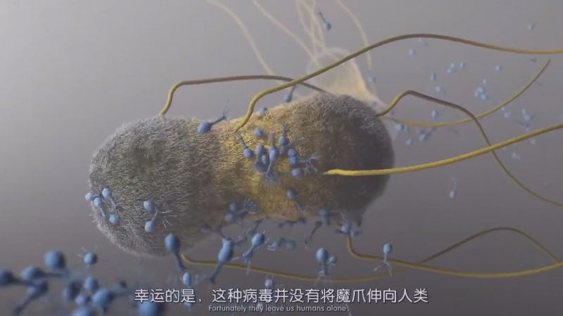噬菌体如何捕获大肠杆菌的?