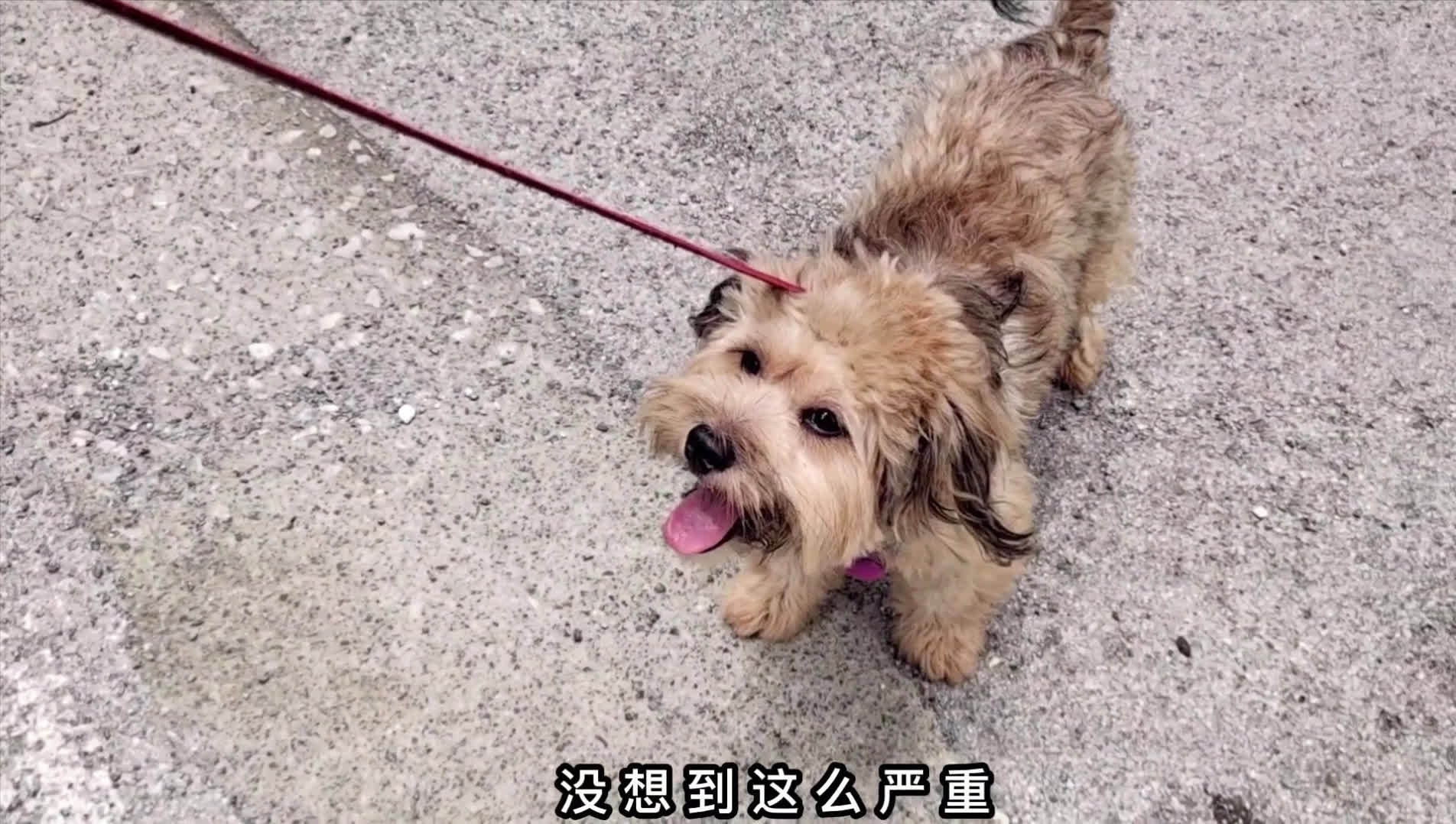 收养的流浪狗身上流脓,以为是咬伤的,结果是皮肤病,怎么办?